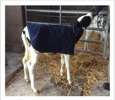 Calf Jacket - Buyrite Solutions
