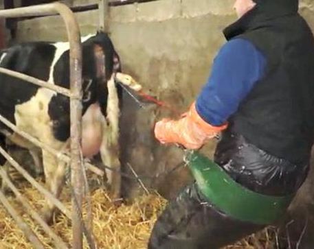 Calving Assist - Buyrite Solutions